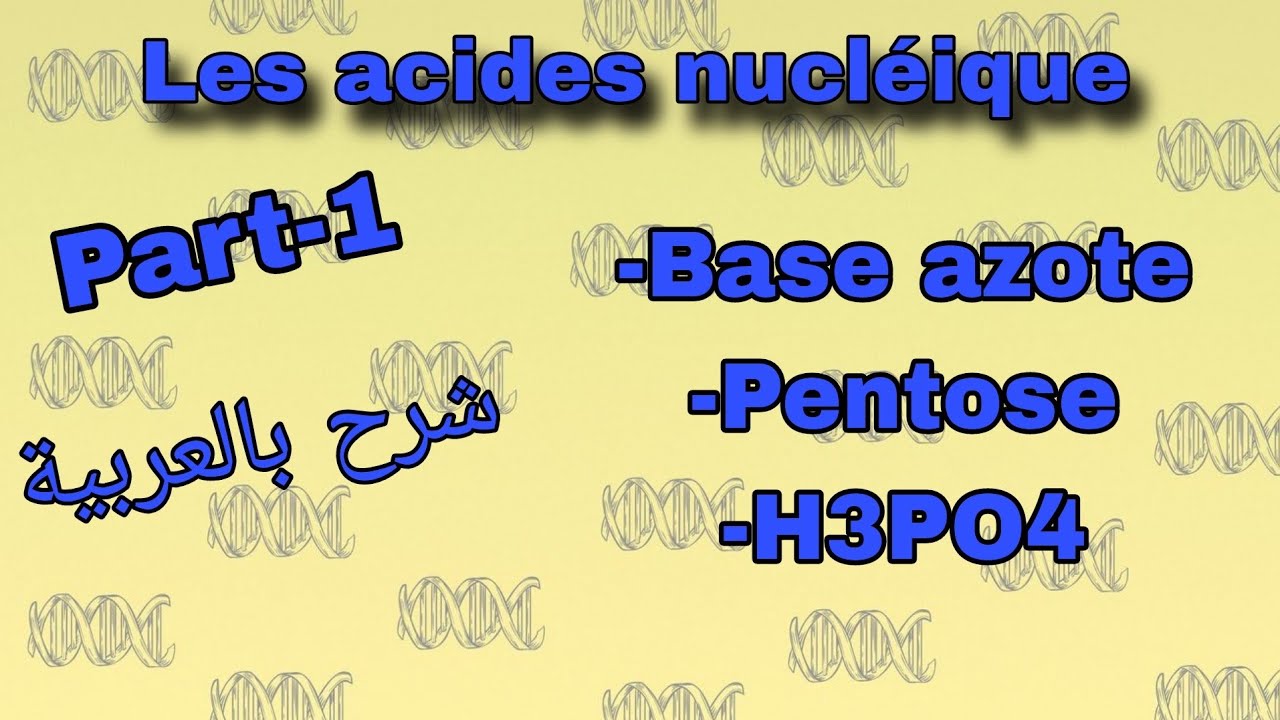 part-1 | base azote-pentose-H3PO4 | درس الاحماض النووية بالعربية - YouTube