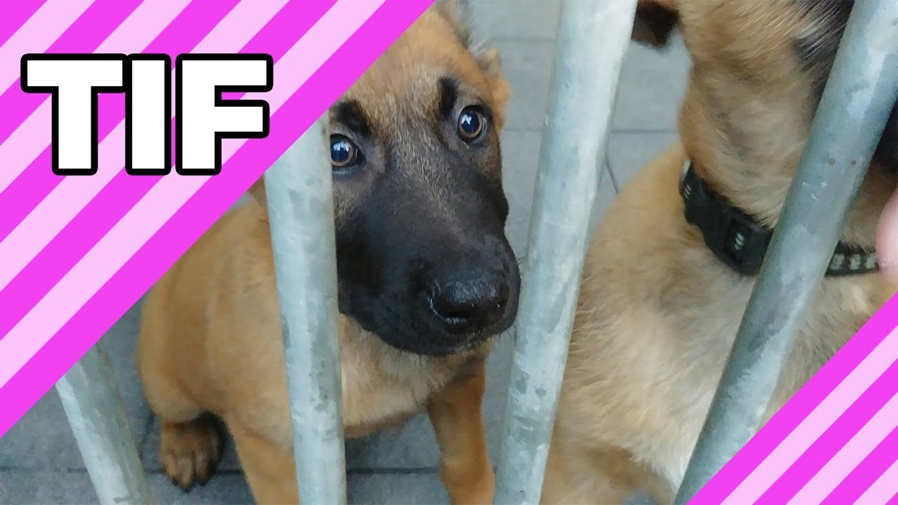 #7 TIF Cute Puppies - YouTube