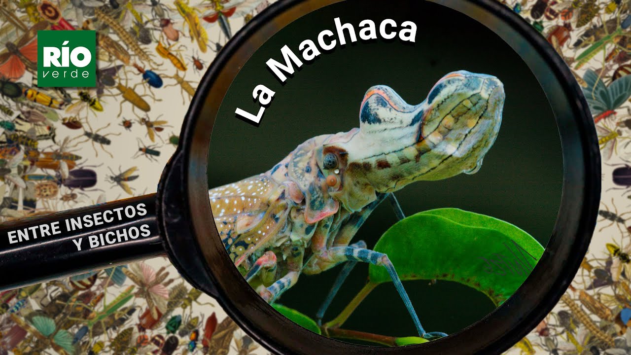 La Machaca - Entre insectos y Bichos - Río Verde - YouTube