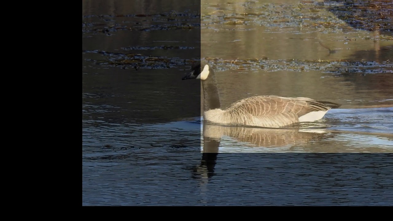 Accessible Bird Photography at Baum Lake, Shasta County, California ...