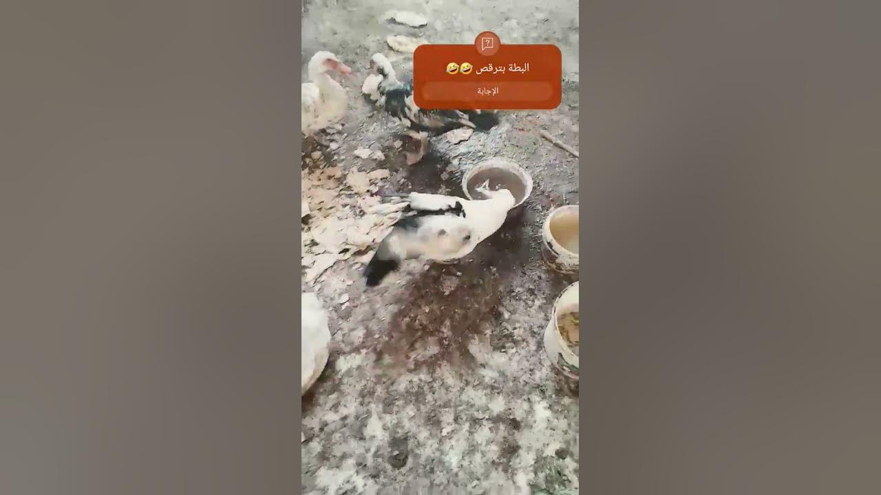 البطة بترقص😍🤣 Youtube