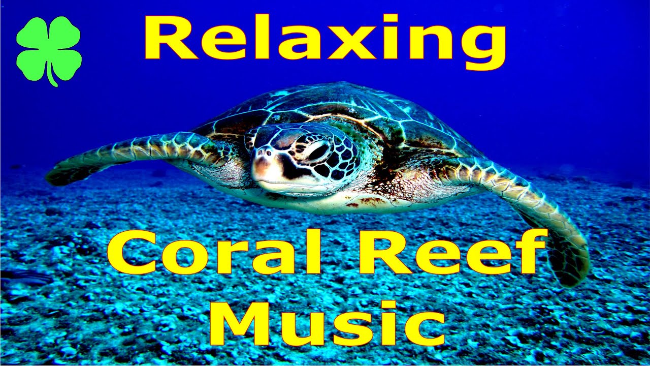 Underwater Calming Music, Coral Reef Relaxing Music, Relaxation Ireland ...
