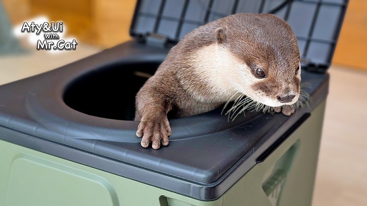 All Packages Delivered to Our House Are Inspected by My Otters [Otter ...