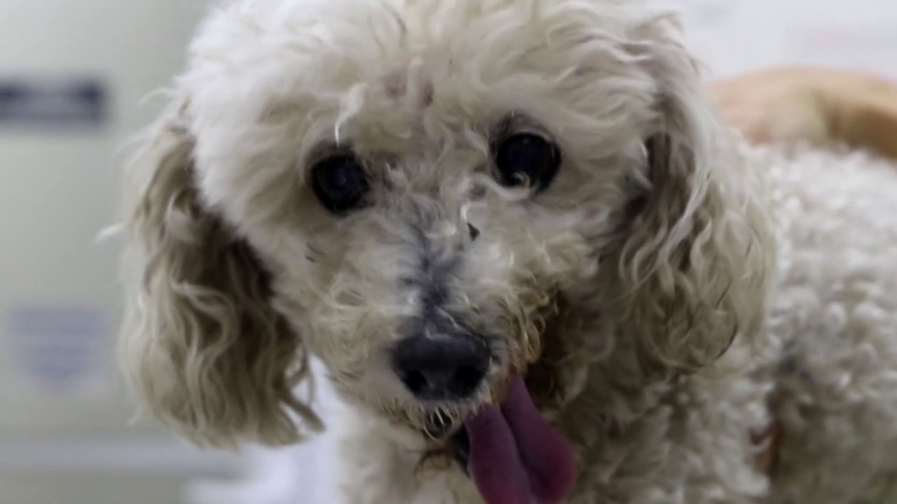 Mandibulectomia en perros - - YouTube