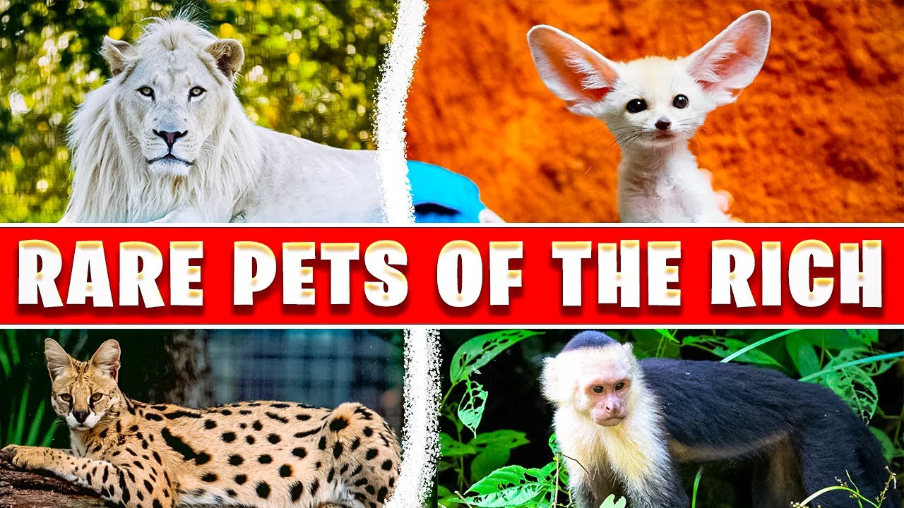 Top 10 Rare and Exotic Pets Owned by the Rich - YouTube