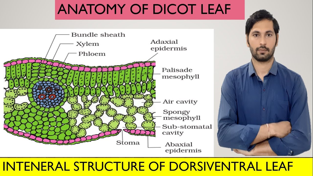 INTERNAL STRUCTURE OF DORSIVENTRAL LEAF internal-structure-of-dorsiventral-leaf