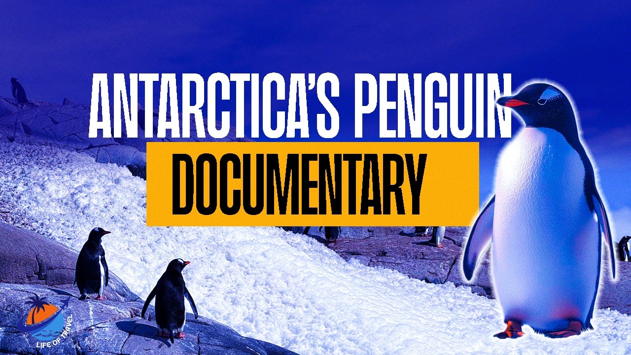 Antarctica's Penguin - Documentary 4K - Cute Penguins - YouTube
