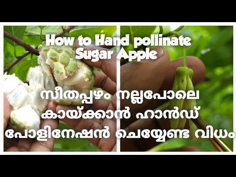 How to Hand Pollinate Sugar Apple | സീത പഴം നല്ലപോലെ കായ്ക്കാൻ ഹാൻഡ് ...