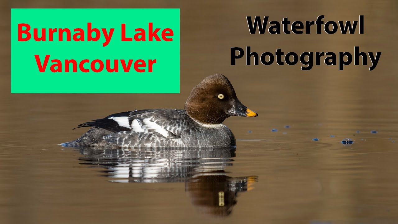 Bird Photography at Burnaby Lake, Vancouver - YouTube