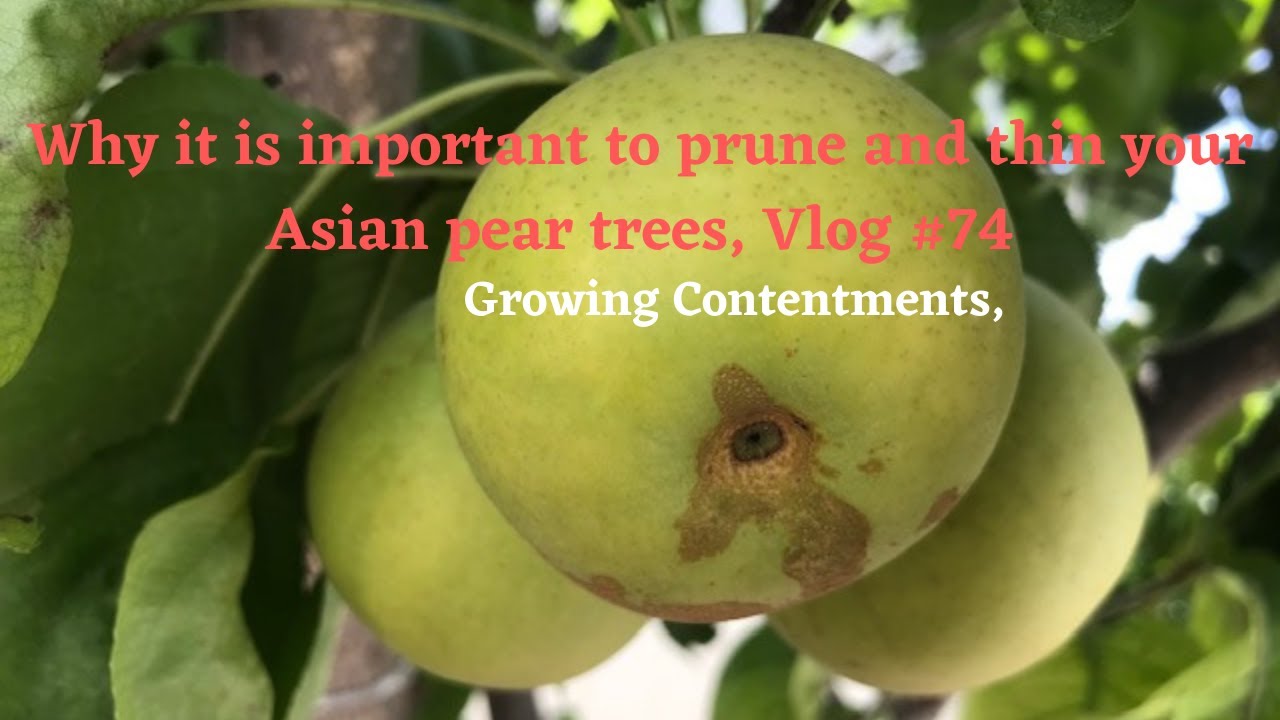 Why it is very important to prune and thin you Asian pear trees, Vlog ...