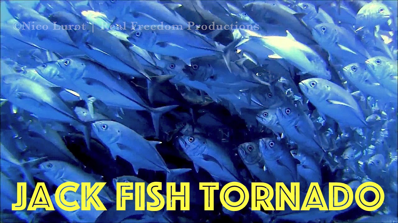 TUNA TORNADO - Huge swarm of Jack Fish in Andaman Islands HD - YouTube