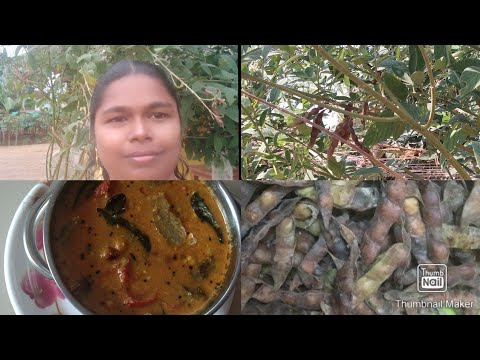 pigeon pea curry recipe/thuvarai kottai kulambu recipe - YouTube
