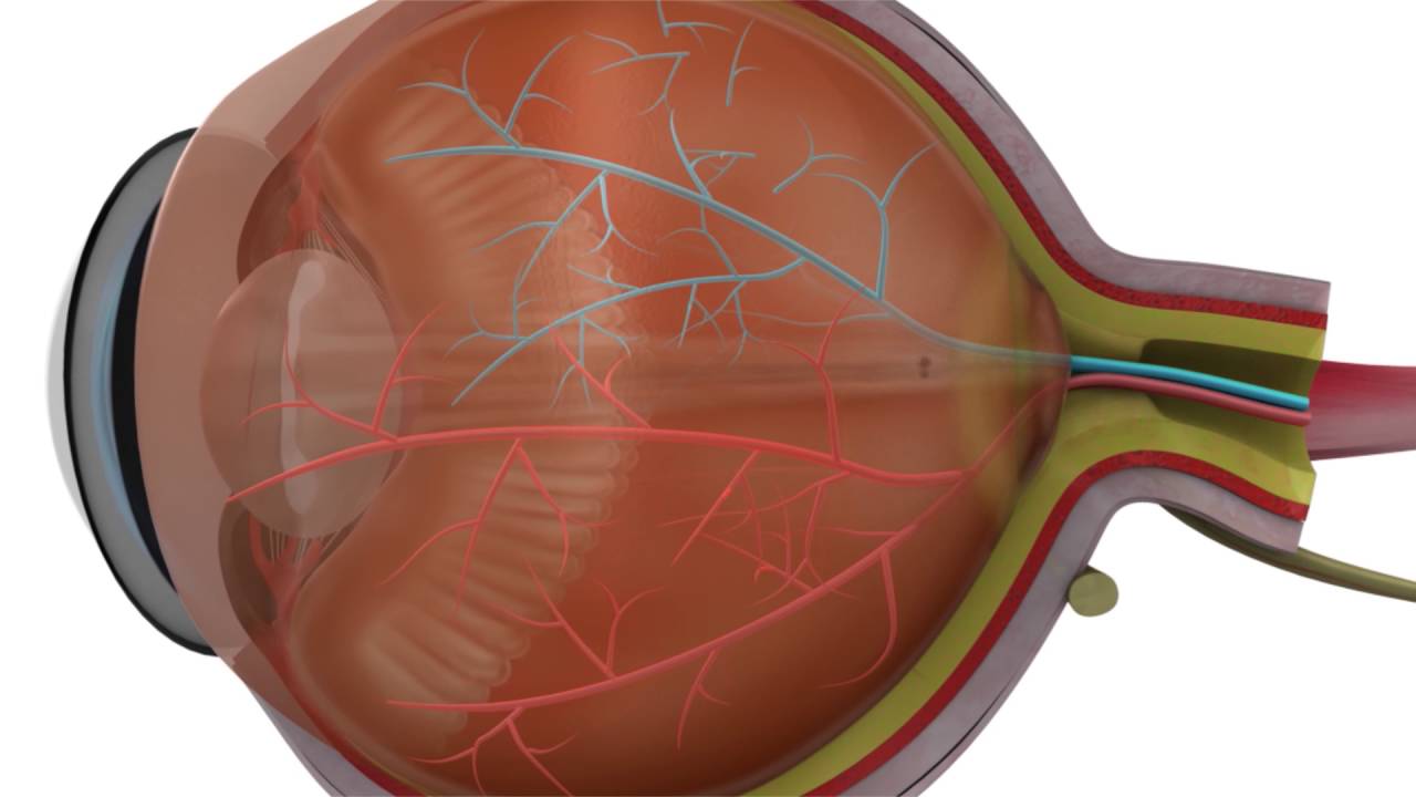 Envisioning Macular Degeneration Innovative Treatments YouTube envisioning-macular-degeneration-innovative-treatments-youtube
