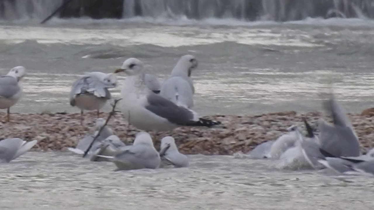 Common Gull, Gavina (Larus canus) winter plumage - YouTube