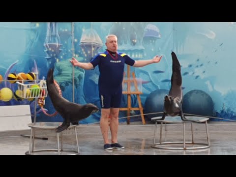 Antalya Delphinarium Walrus Dancing Singing | Morjlarin Reqsi  ve Mahni Oxumaqi 🇹🇷