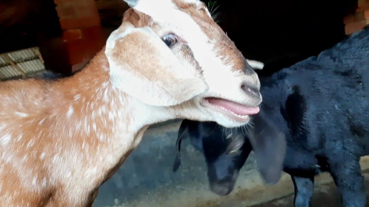 Goat baby sound 2022 | Best goat sound baa baa sounds for kids 2022 ...