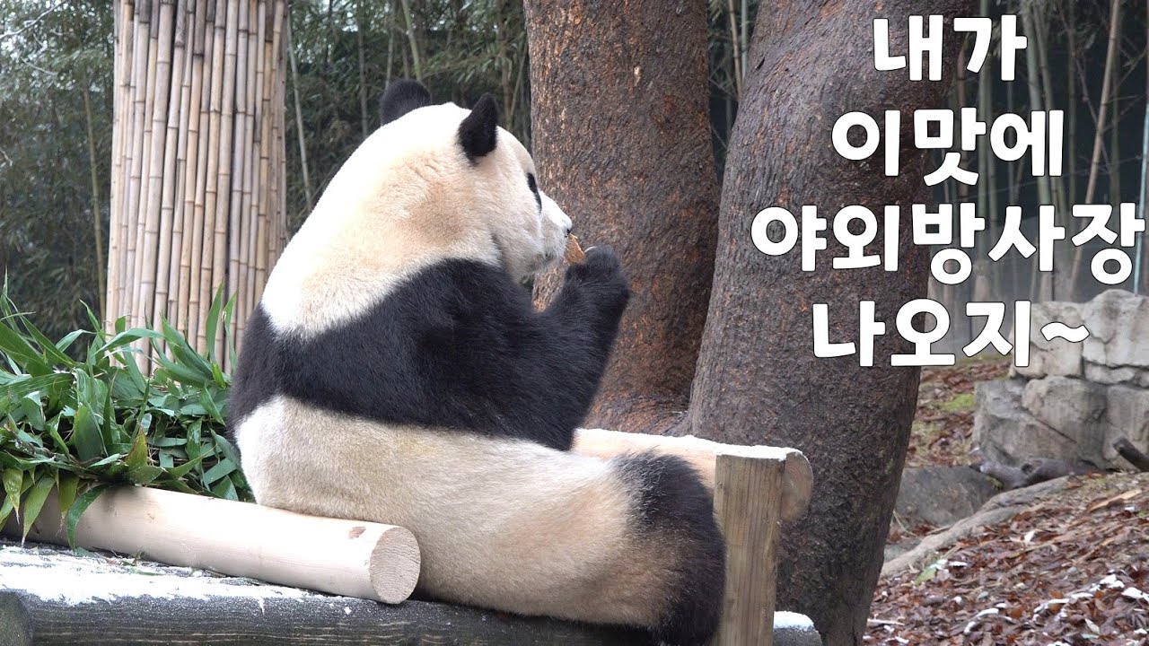 에버랜드 판다 야외 방사장 나가고 싶어서 할부지에게 어필하는 푸바오 야외방사장 나가서 워토우 먹으며 이 맛에 야외방사장 나간다는 푸바오 공주 Youtube