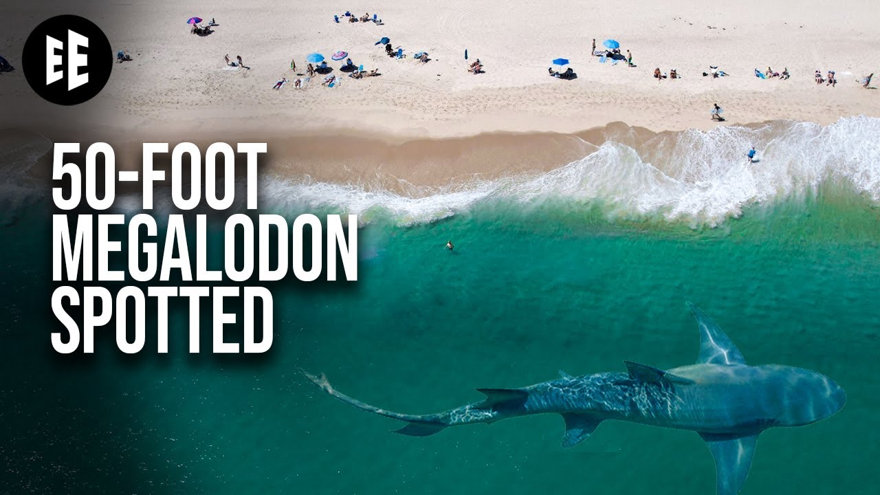 What If The Megalodon Is Still Alive In Our Oceans? (PROOF) - YouTube