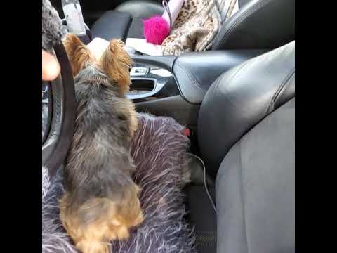 4 Pound Yorkie jumped into the car! - YouTube