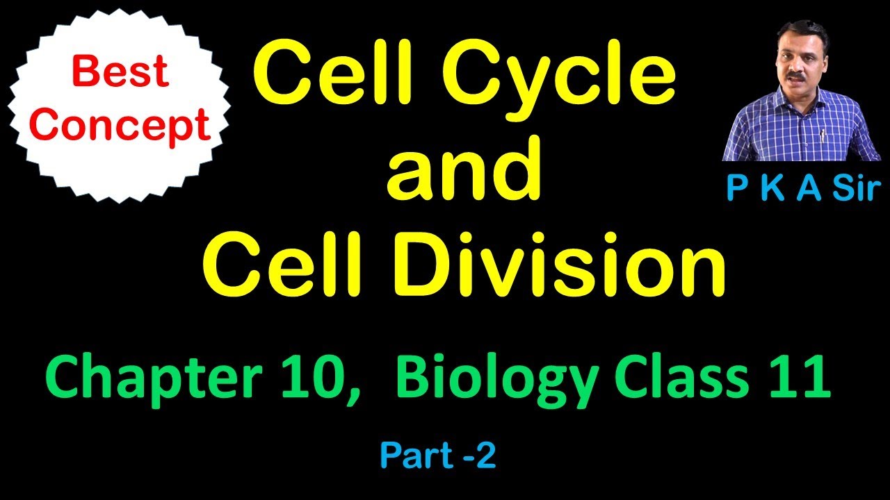 Cell Cycle and Cell Division (Mitosis Explained) | Class 11 NCERT ...