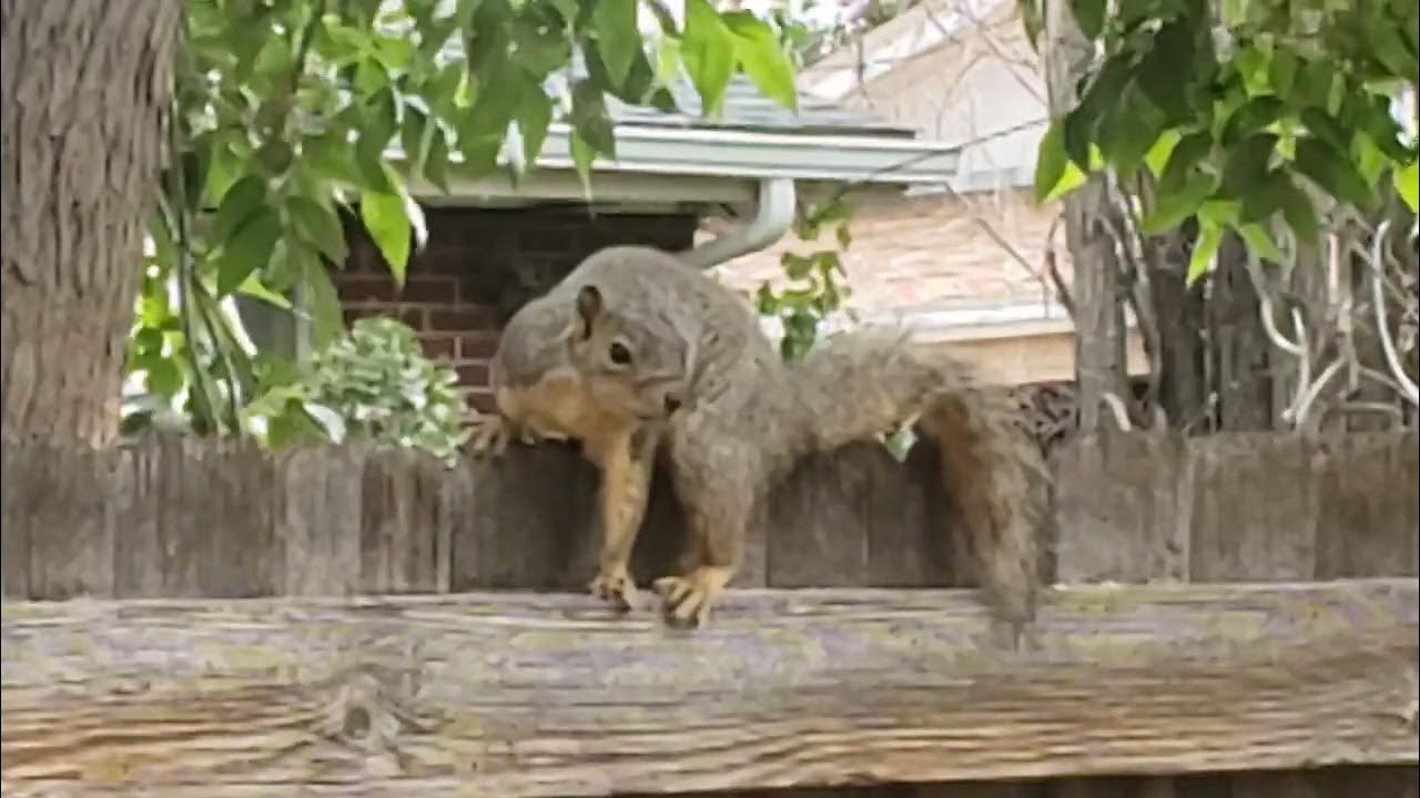 squirrels - YouTube