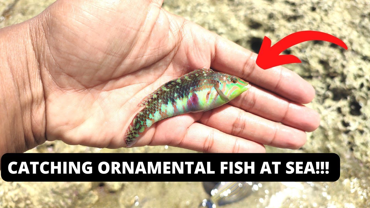 Cari Ikan Hias Di Laut Saat Air Surut | Looking for ornamental fish in ...