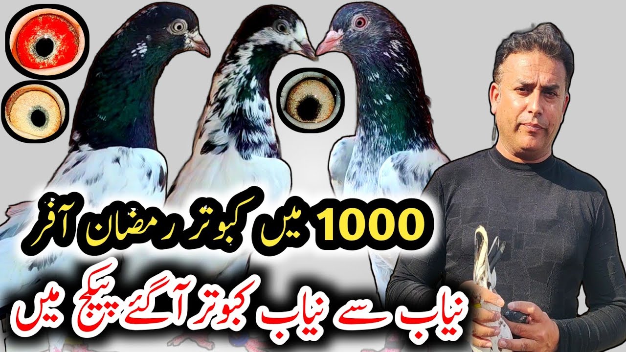 Ali Waly Kabootar 💯 // imam Deen Kabootar // Hino Cherny Kabootar ...