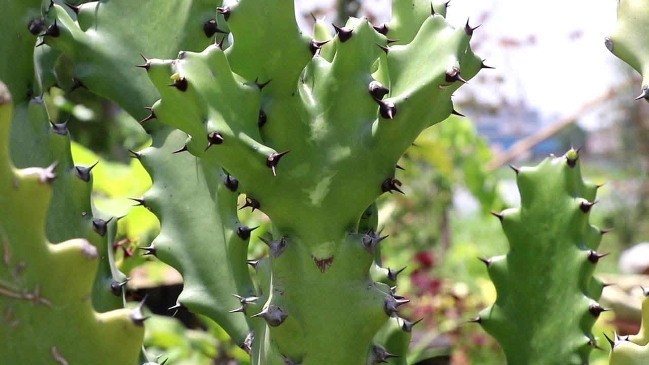 বিভিন্ন রোগ প্রতিকারে মনসা গাছের ভূমিকা || গনোরিয়া নিরাময়ে মনসা গাছ ...