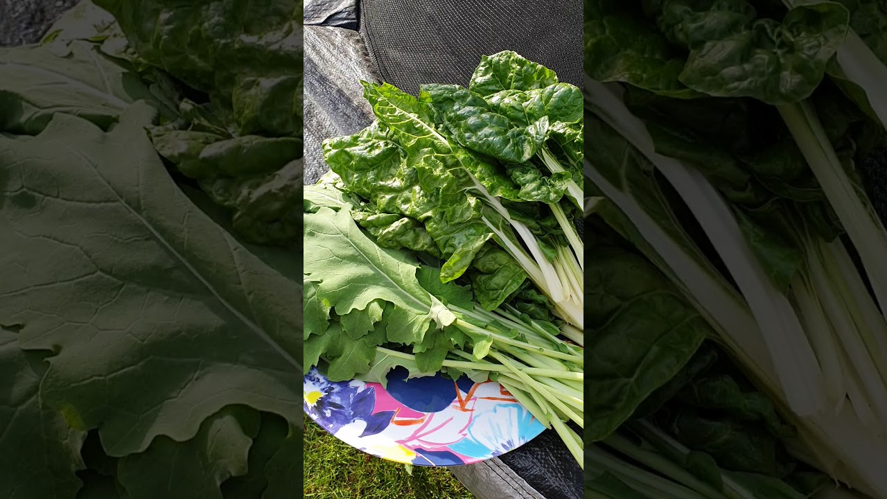 Grow your own Organic Zimbabwean vegetables - YouTube