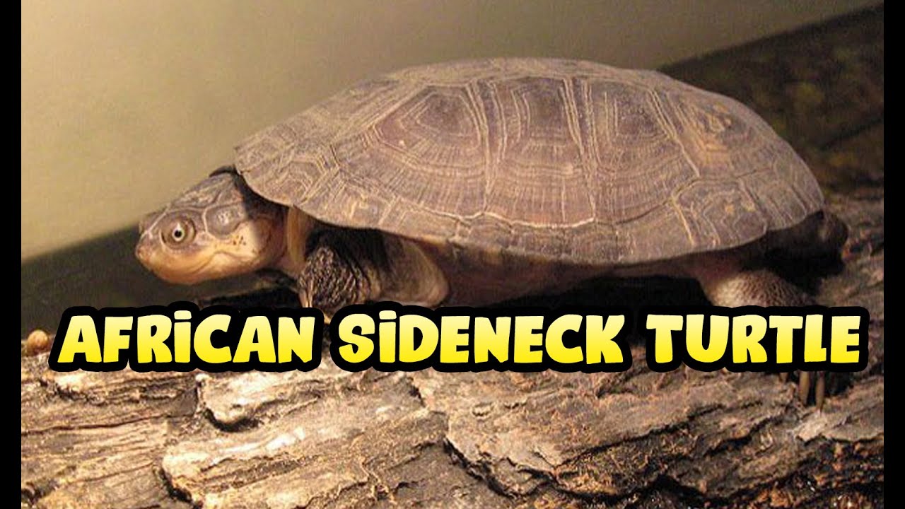 African Sideneck Turtle - YouTube