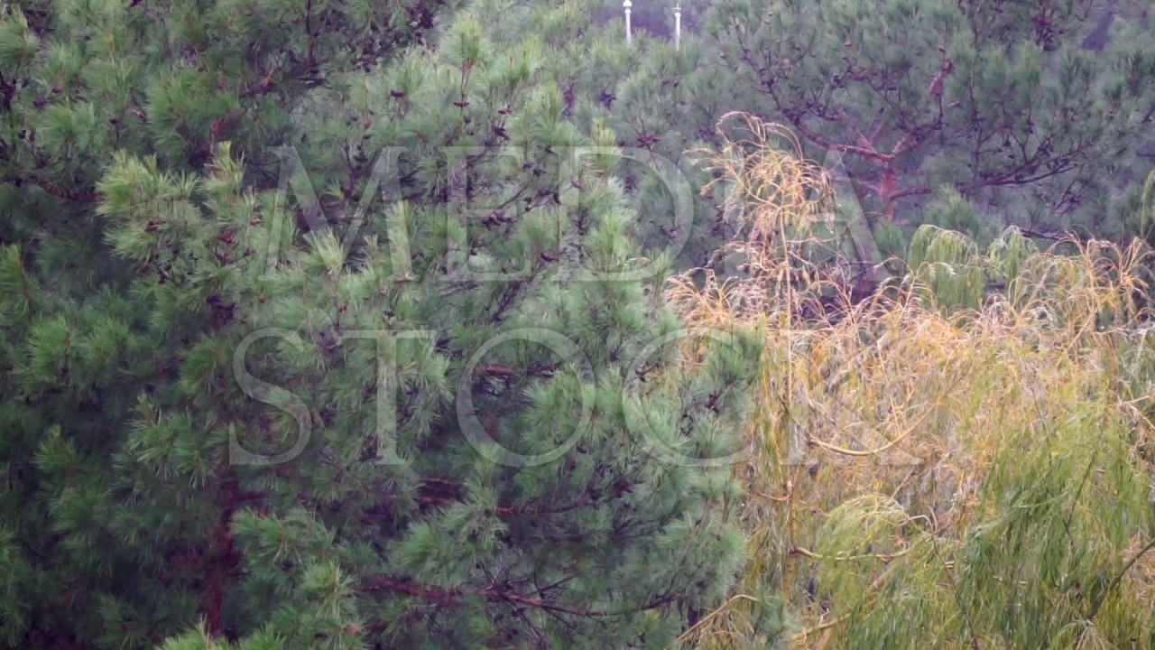 Rainfall with the coniferous forest background - YouTube