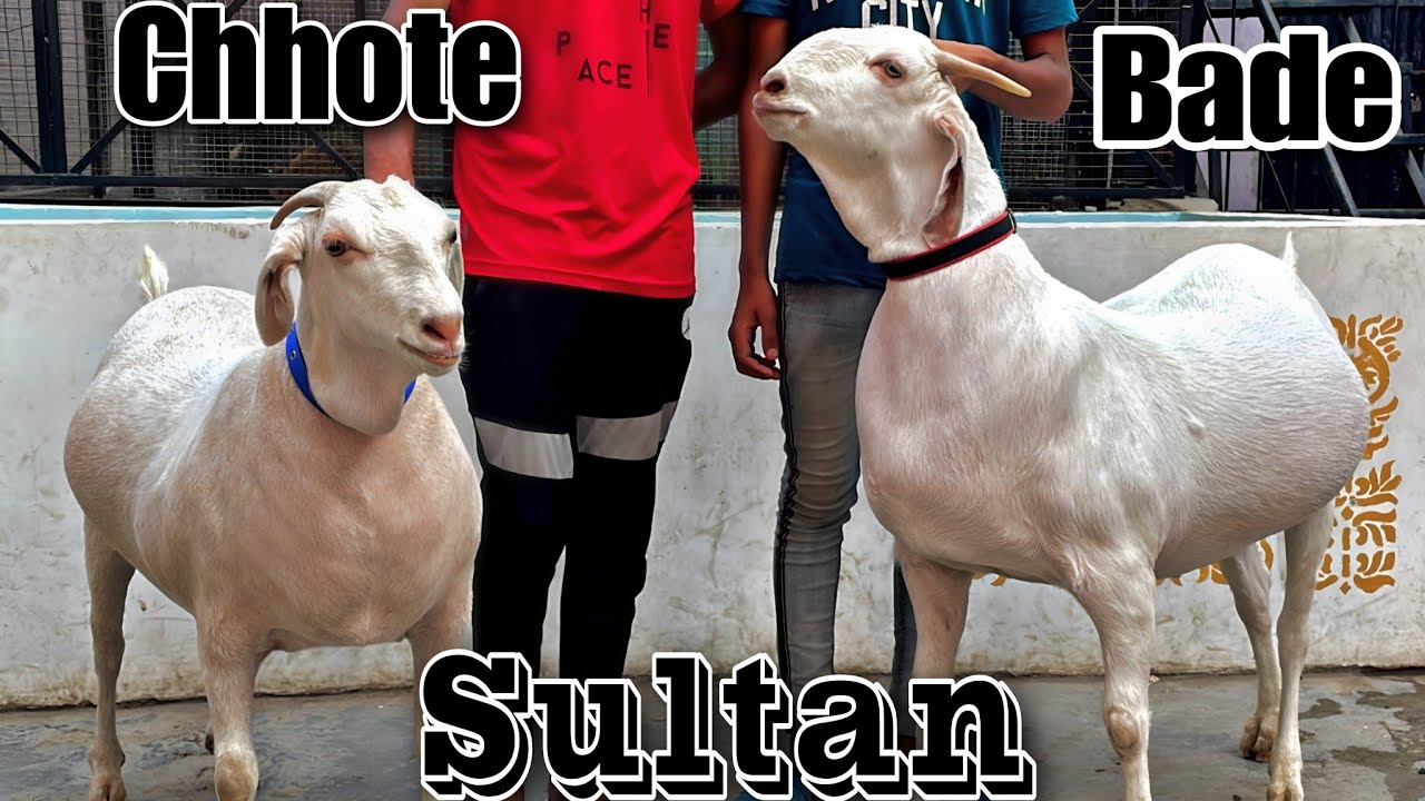 Chhote Bade Sultan | Heavyweight Barbari goat | UP GOAT FARM | Bakra ...