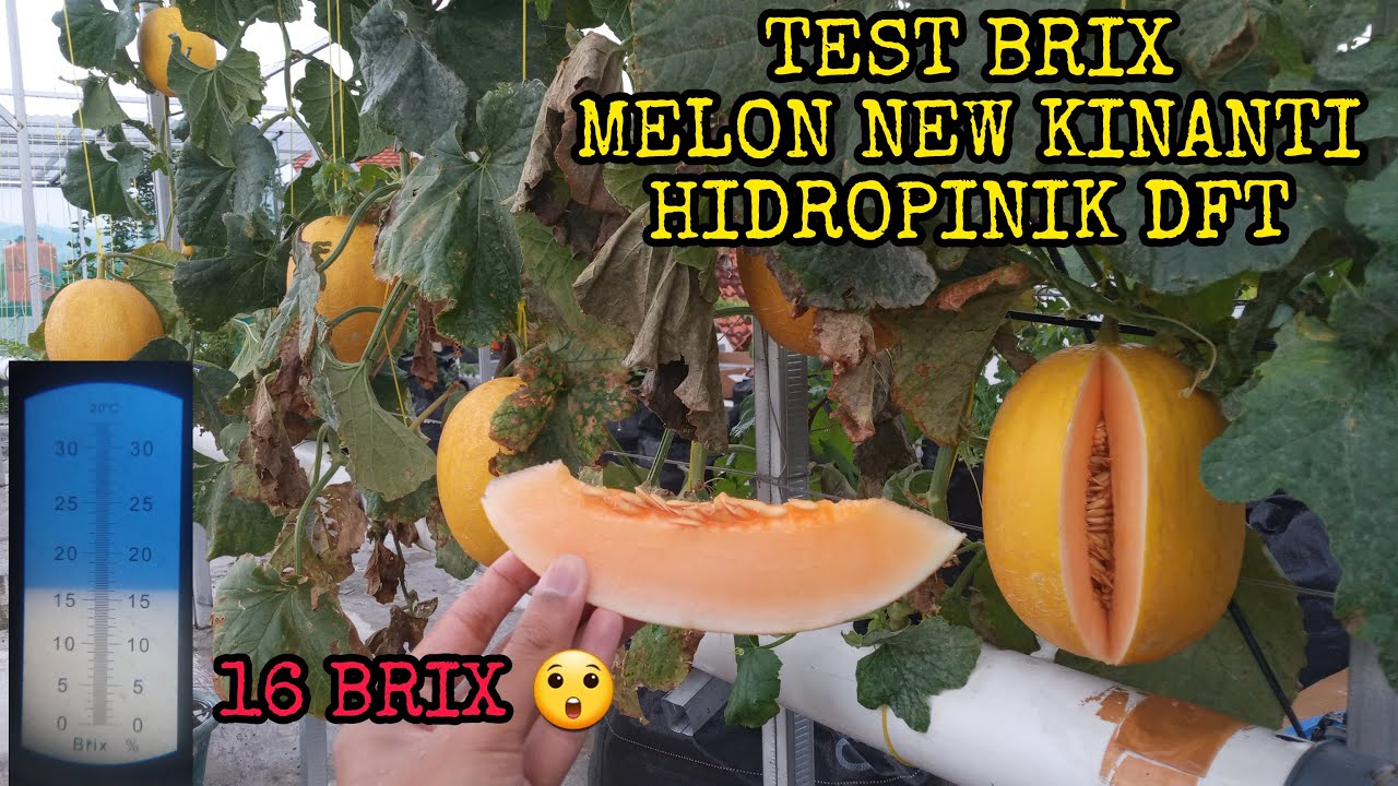 TES TINGKAT KEMANISAN MELON NEW KINANTI HIDROPONIK SISTRM DFT Hasil ...