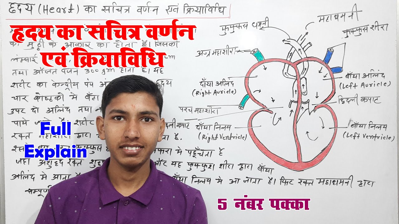 मानव का हृदय का सचित्र वर्णन || manav heart ka sachitra varnan || human ...