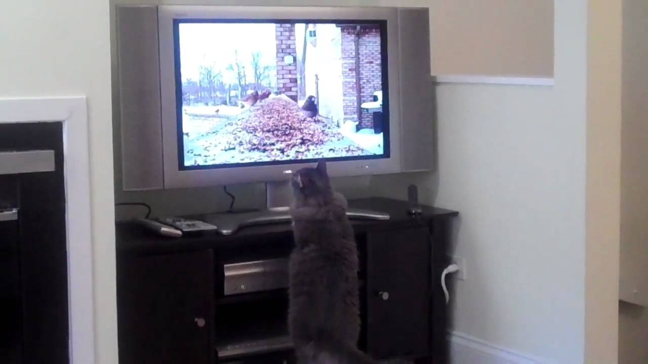 Cat attacking TV when watching bird video - YouTube