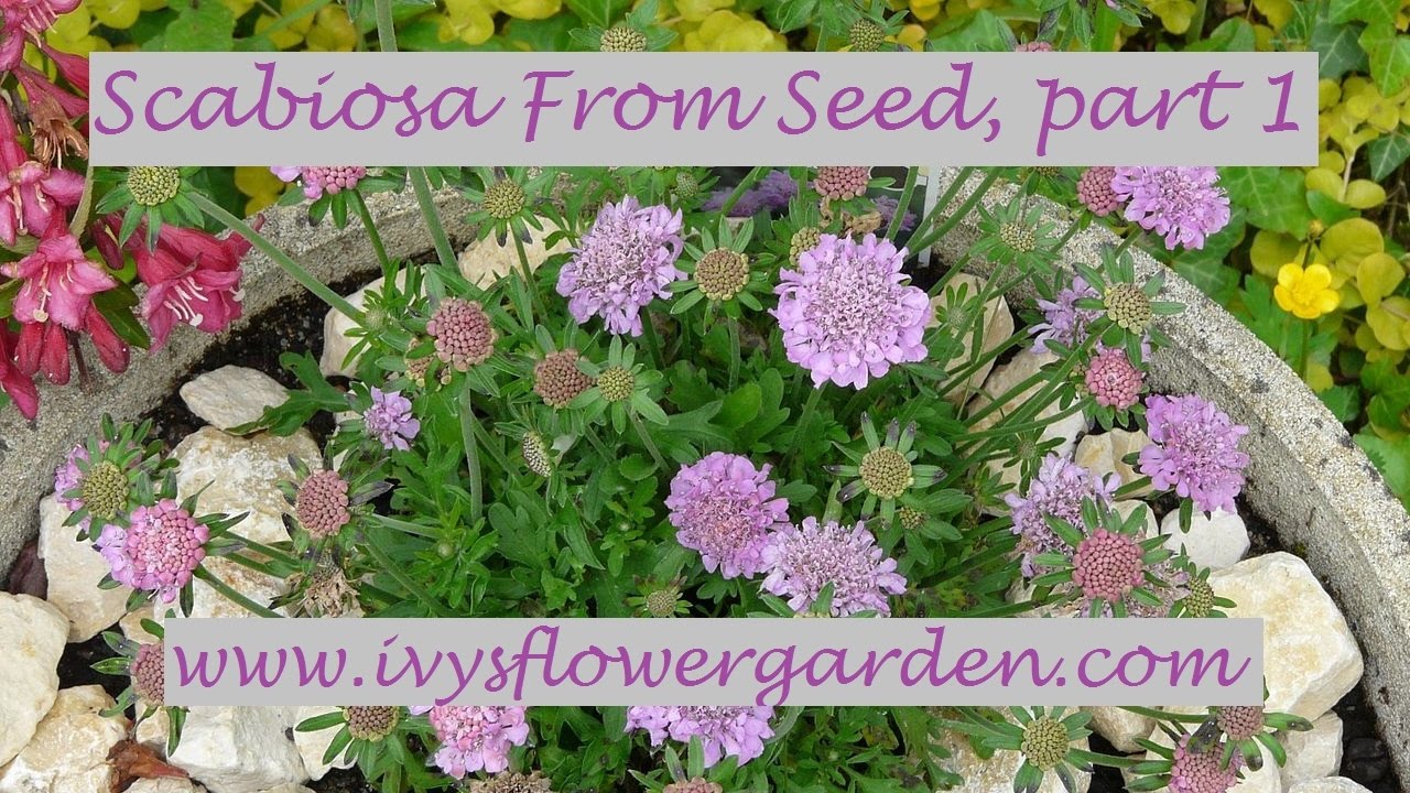 Scabiosa From Seed, Part 1 - YouTube