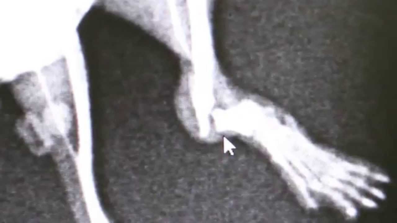 X-ray of hamster's left hind leg Pt 4 - YouTube