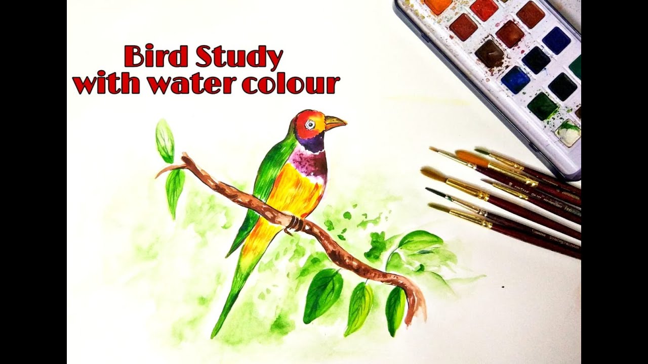 Bird study with water colour - YouTube