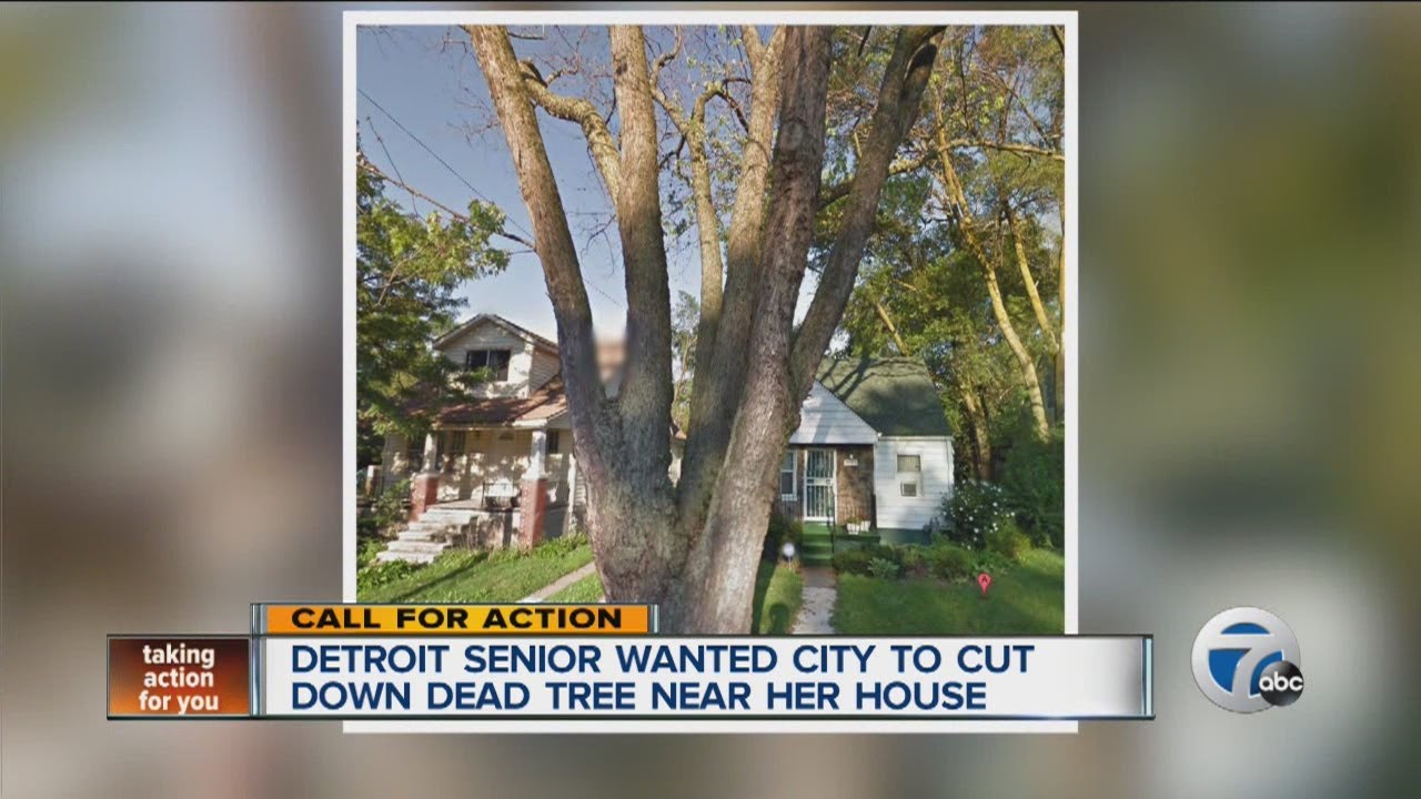 Detroit senior wanted city to cut down dead tree near her house - YouTube