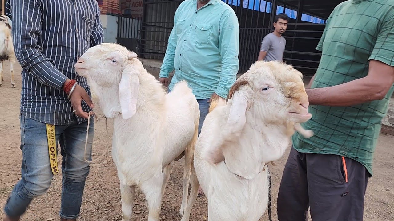 Unique Collection Saste At Brand Agwan Goat Farm | Ashraf Bhai. - YouTube