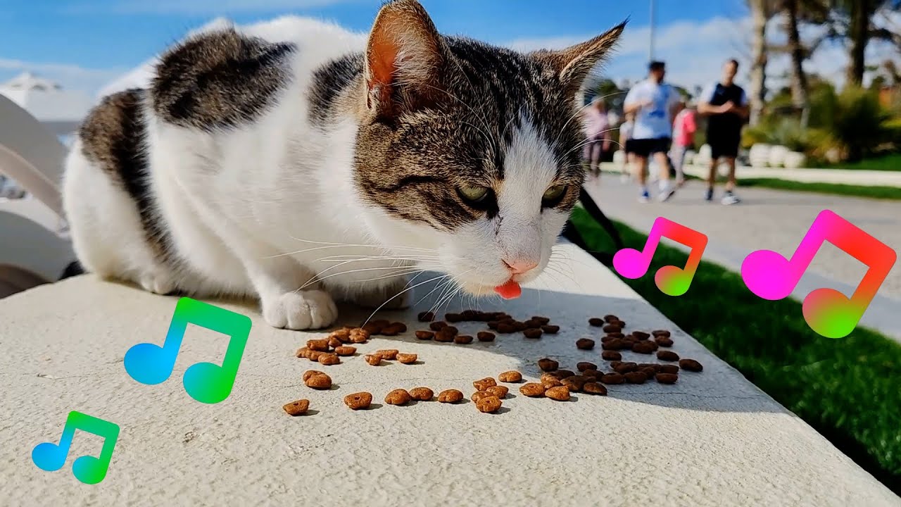 Cat Eating Noises Compilation - You Won't Believe These Cat Eating ...