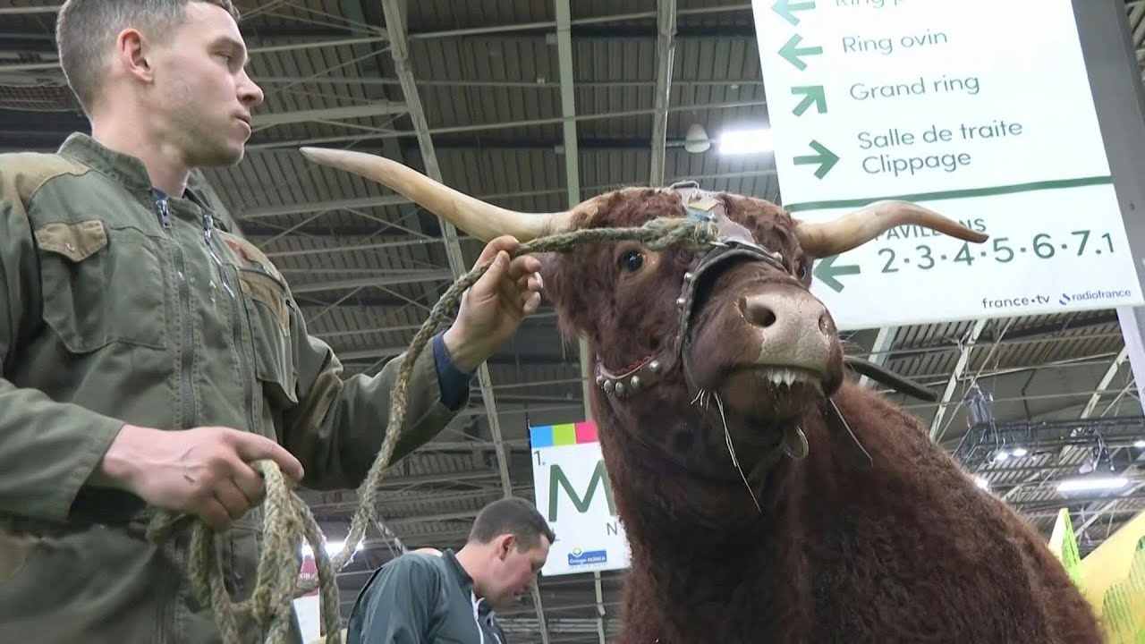 Salon de l'agriculture : la vache Ovalie, star du salon, fait son ...