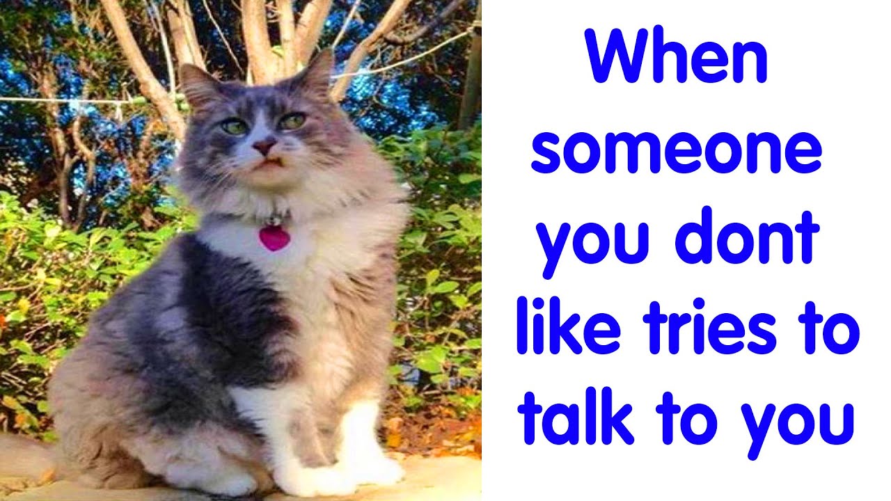 Funny Animal Memes To Help You Get Through Hard Times - funny animals ...