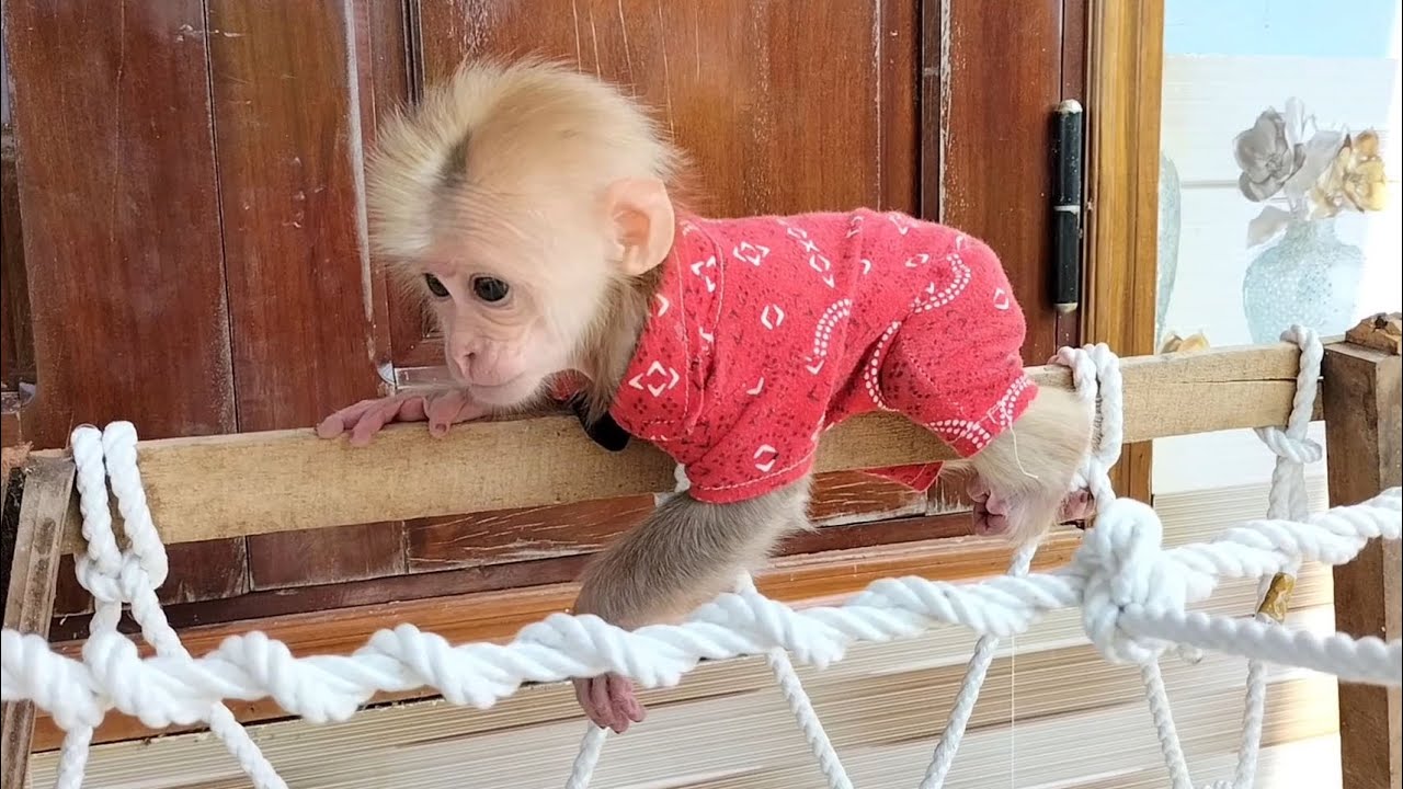 Baby monkey exercise and drink milk in the morning - YouTube