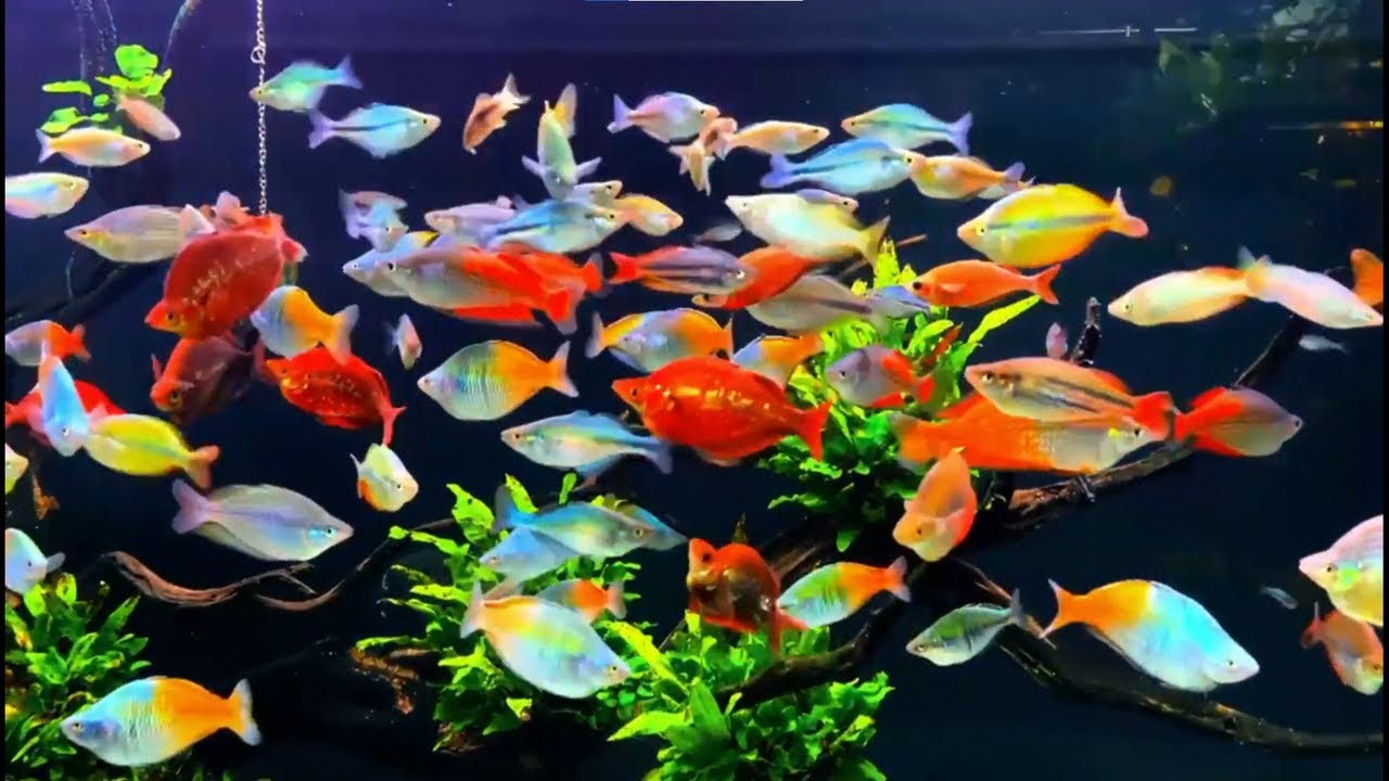 8 Ikan Hias Air Tawar untuk Mempercantik Aquascape - YouTube