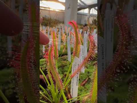 How Do Trees Eat Insects