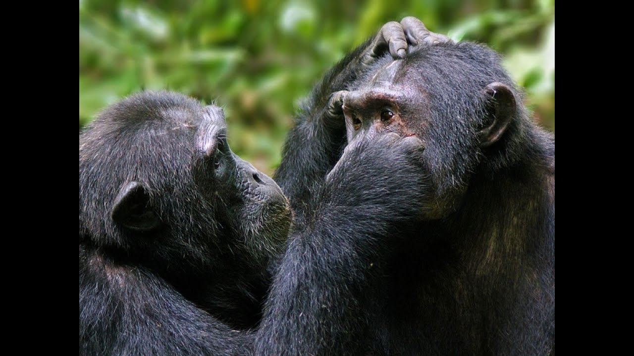 Chimpanzee Grooming and Monkey grooming ASMR Relaxing Sleep Tingles ...
