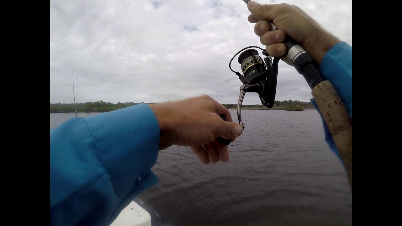 homosassa fishing snook, sheepshead, redfish - YouTube