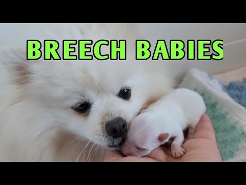 Birth of my 4 Pomeranian Puppies//Saving 2 Breech Babies