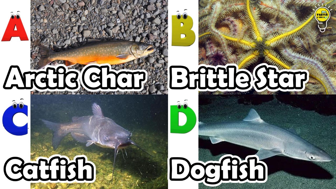 Cute ocean animals | ABC phonics animals | ABC Sea Animals song ...